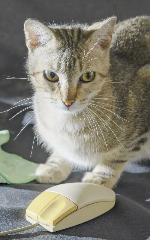 Cats & Kittens - Contra Costa Humane Society