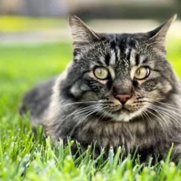 Zaytoon - Contra Costa Humane Society